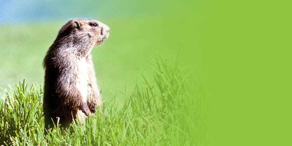 The BurrowRx Carbon Monoxide Sprayer: THE Solution for Burrowing Rodent ...