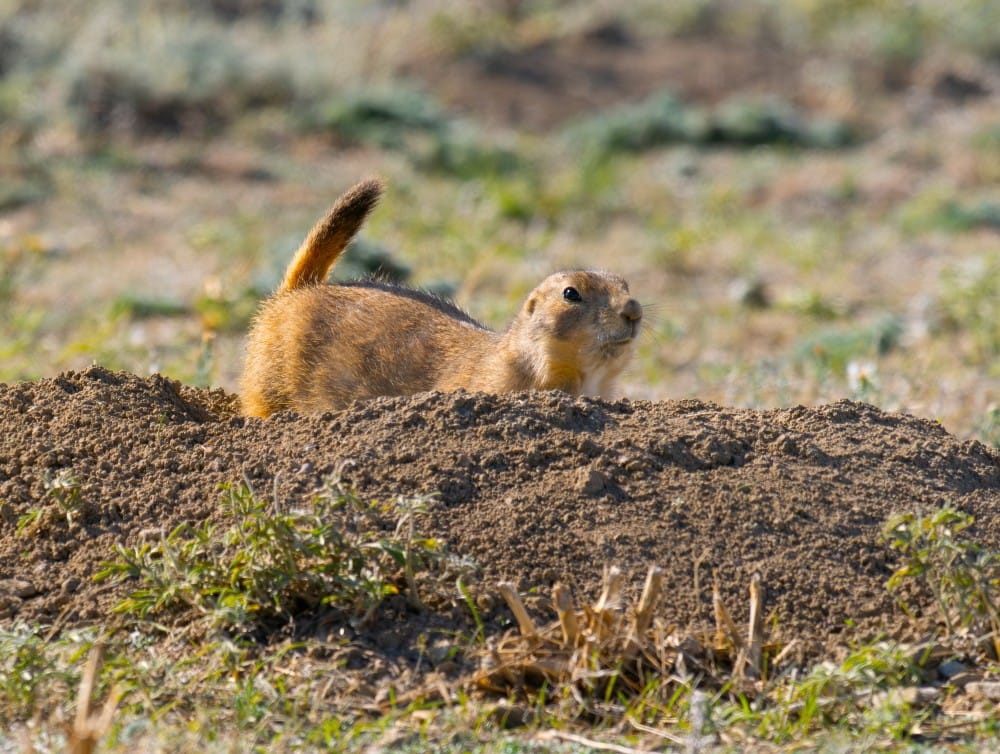 How Efficient Is the BurrowRx Carbon Monoxide Sprayer? - BurrowRx